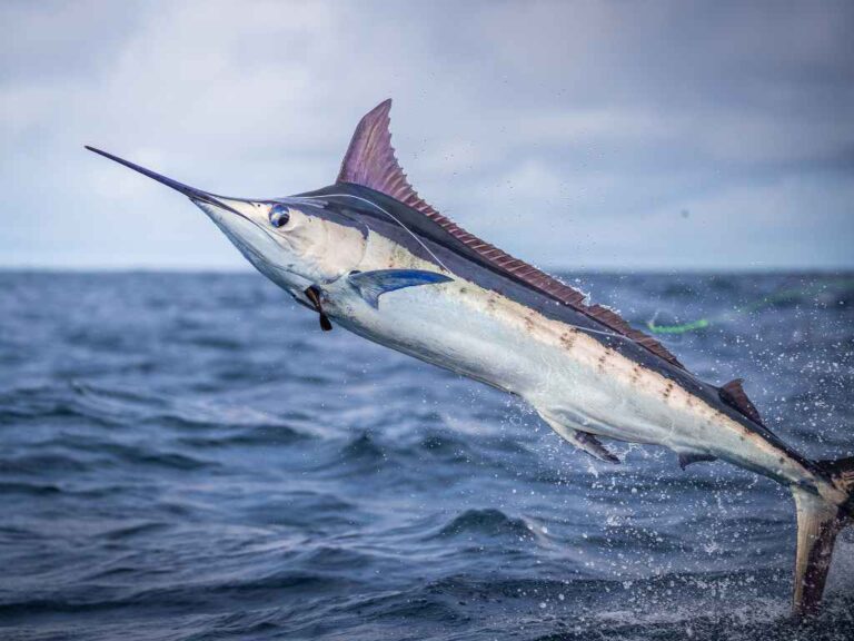 Our Rates | Tropic Star