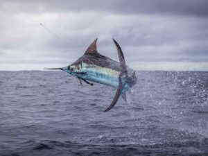 Our Rates | Tropic Star