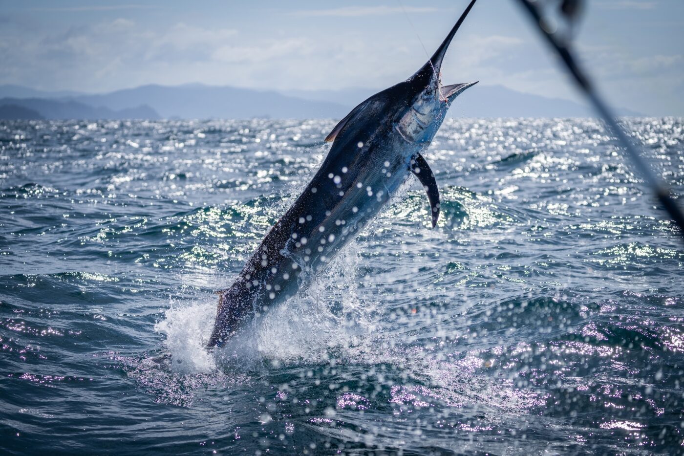 2024 Black Marlin Season Round Up | Tropic Star